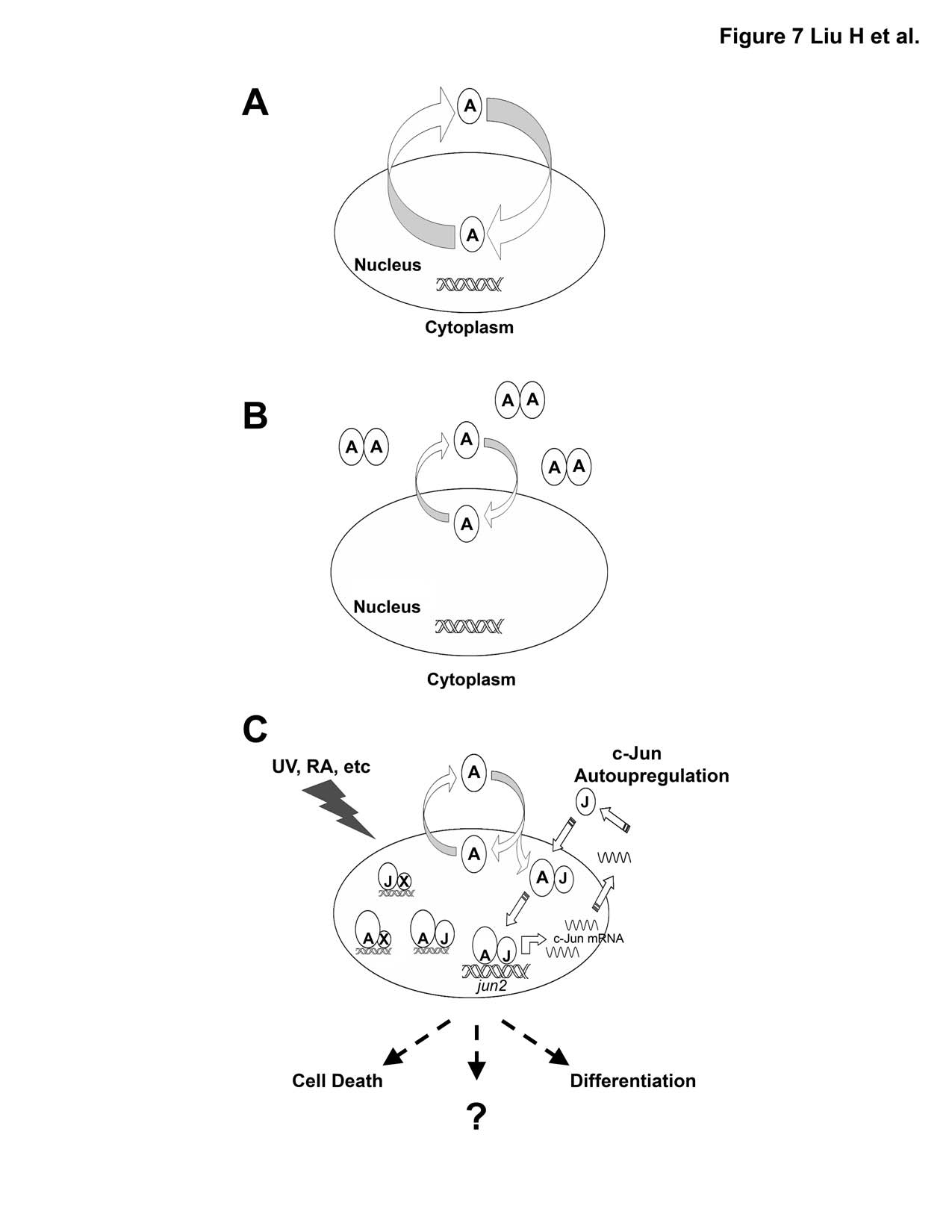 'Shuttling' protein possibly key to resilience of cancer cells