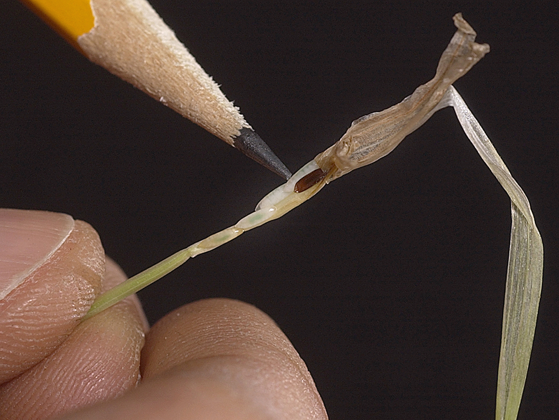 Scientists find genes involved in the battle between Hessian flies and ...