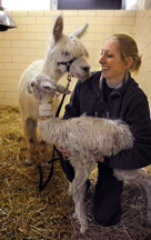Animals get special treatment in Purdue School of Veterinary Medicine