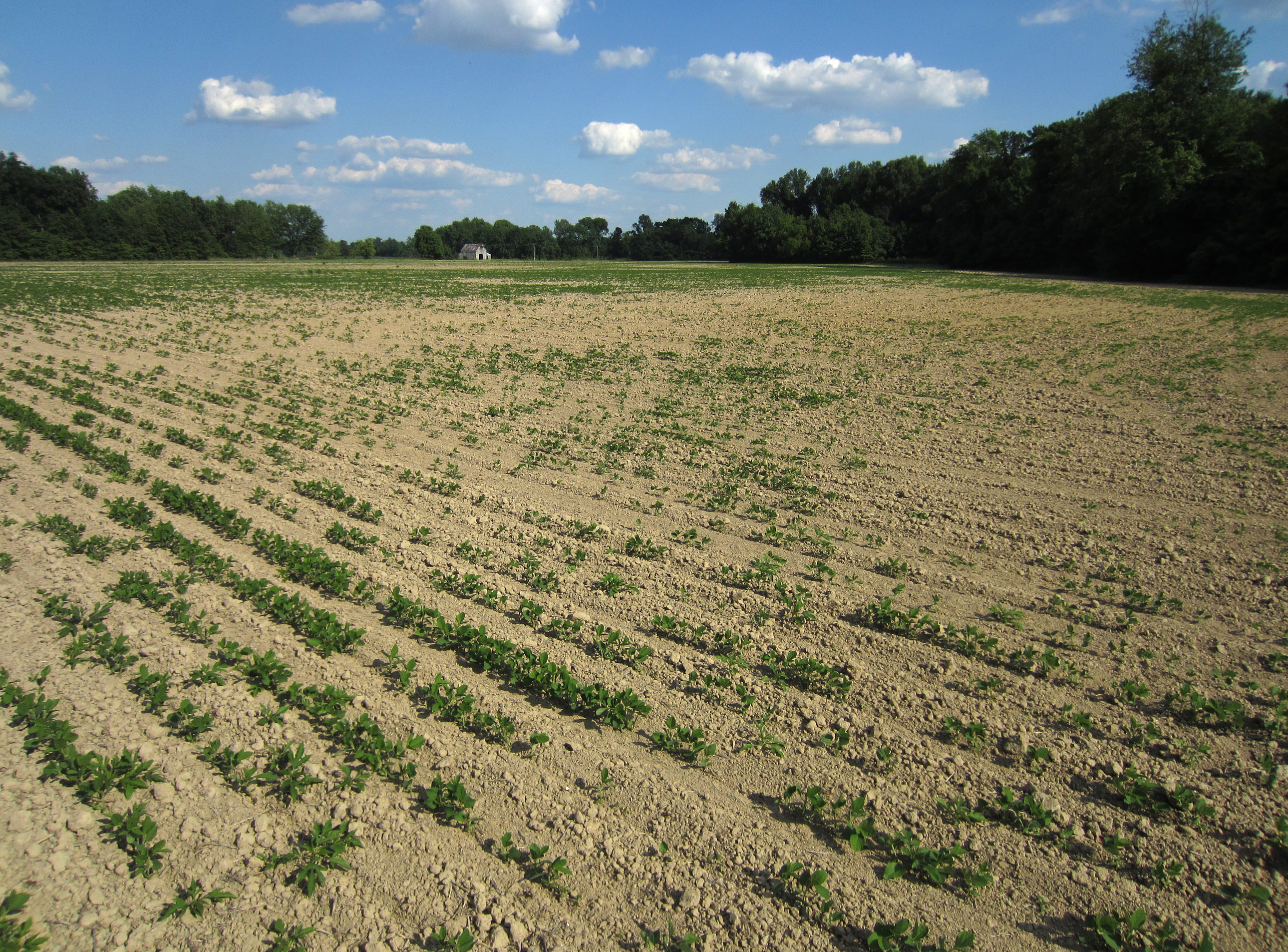 More crops affected as drought spreads throughout Indiana - Purdue ...