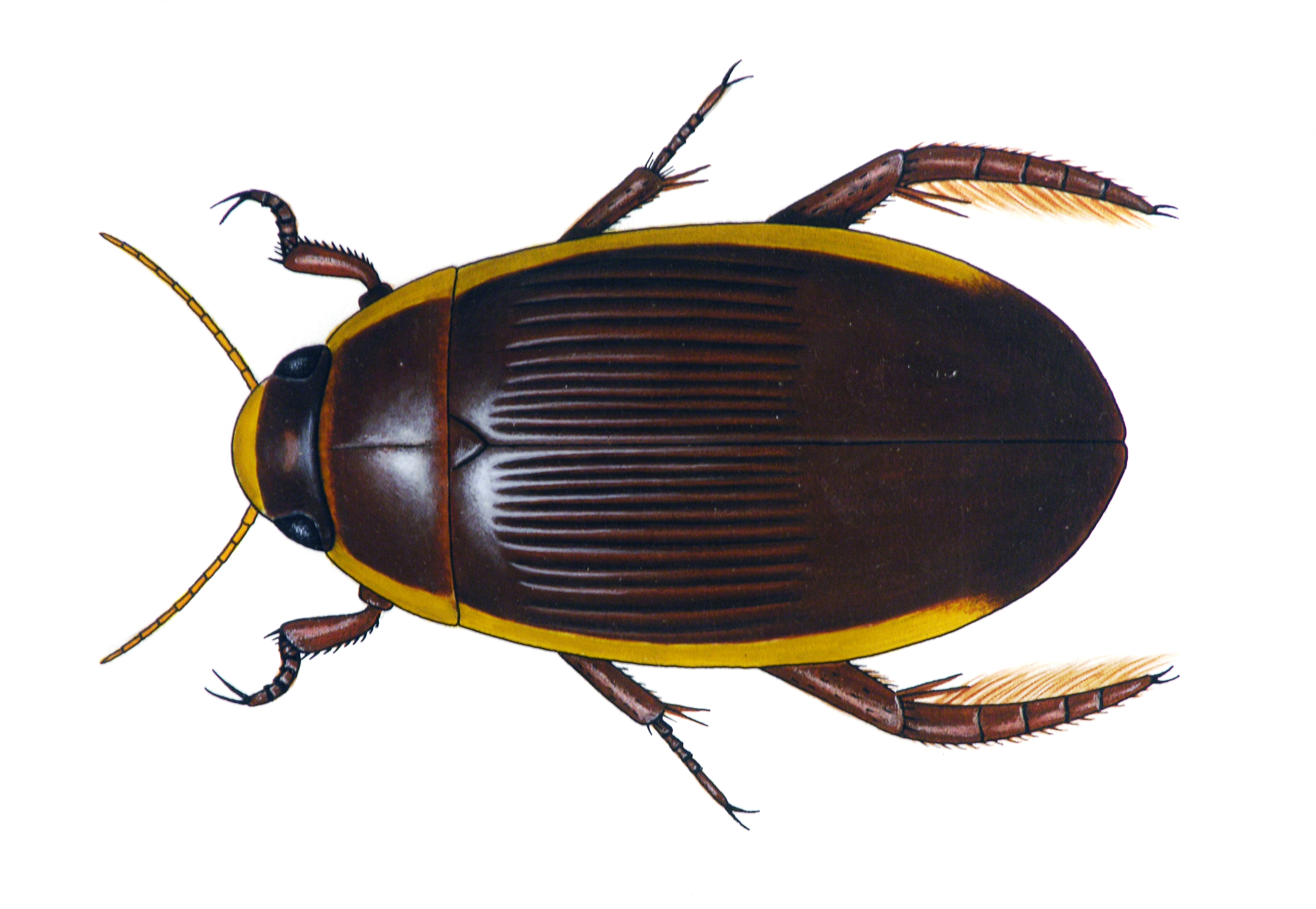 Purdue Galleries helps celebrate 100 years of Entomology at Purdue ...