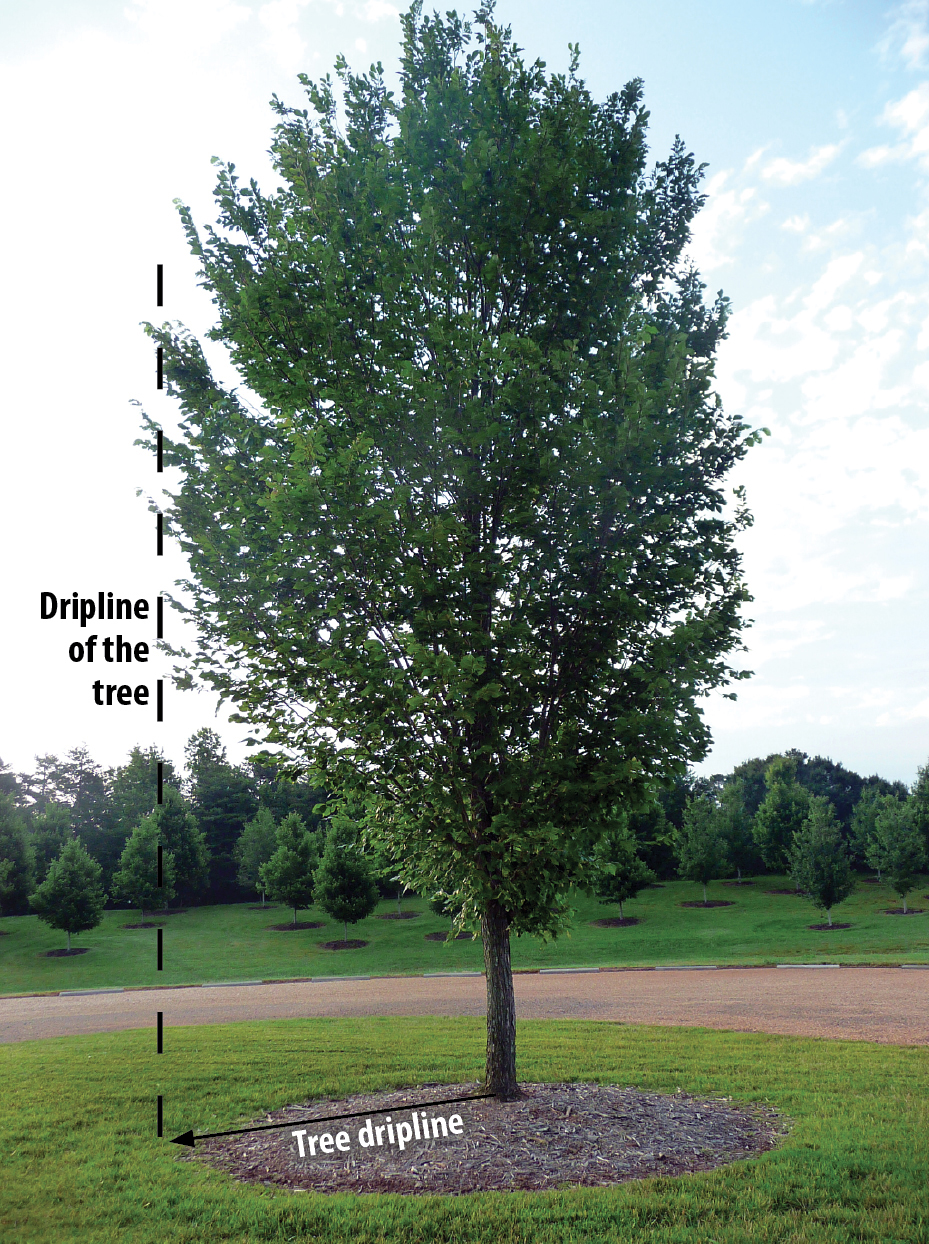 Purdue Extension publications help owners care for trees - Purdue ...