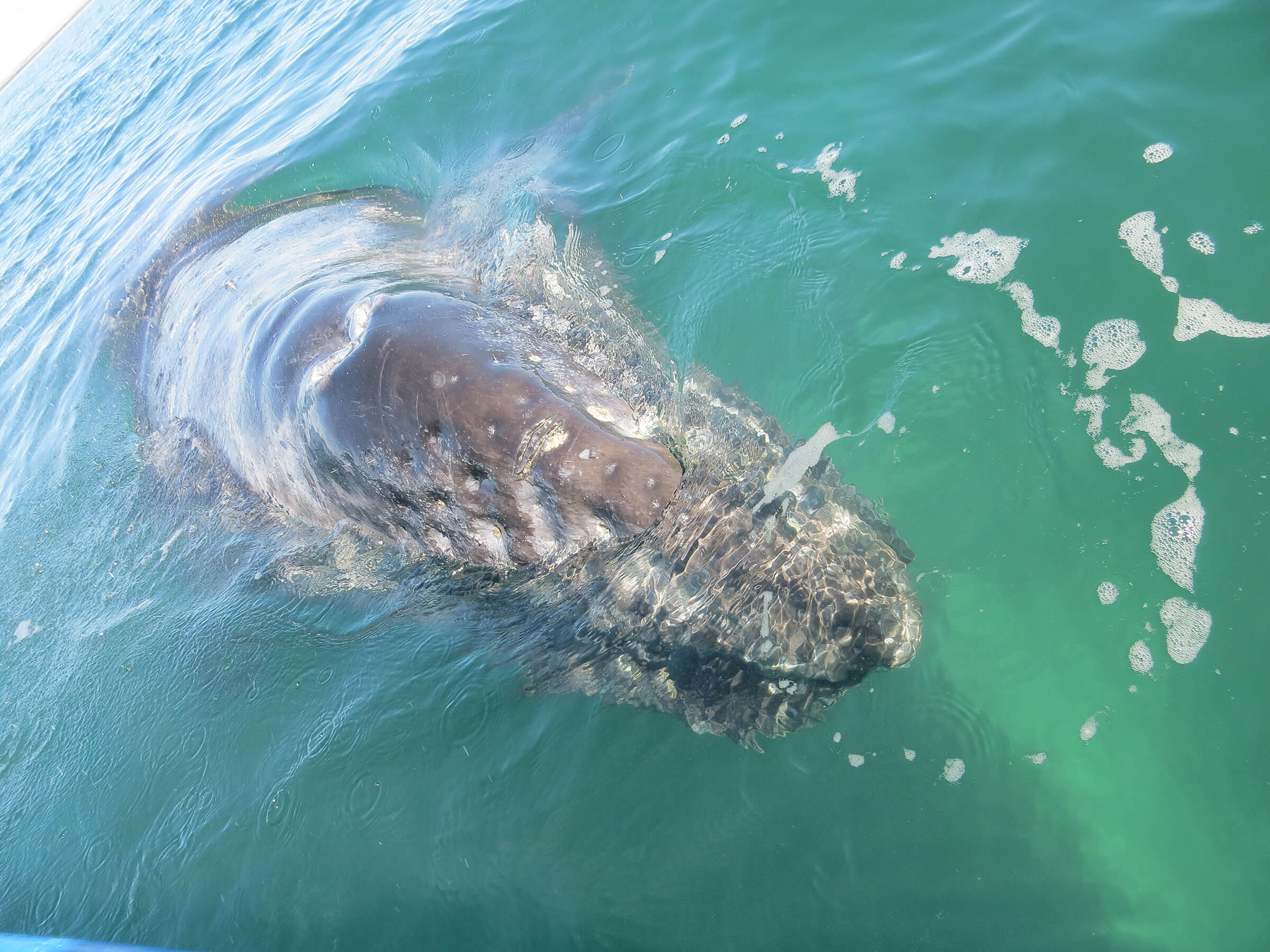 Genetic study provides new information about endangered whales - Purdue ...