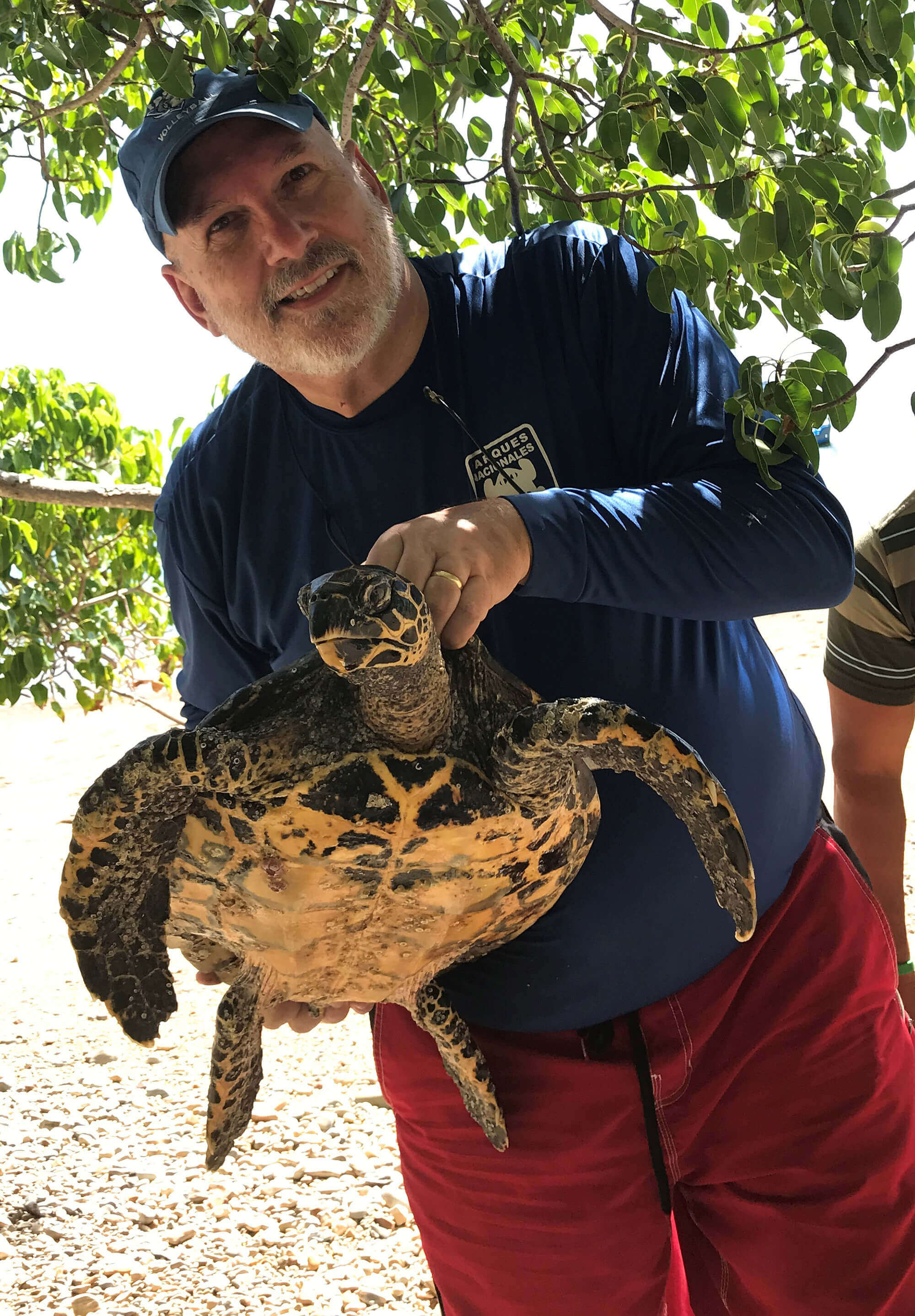 Sea turtles battle more than plastic straws - Purdue University News