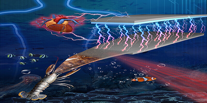 Device turns shells of sea creatures into power for medical, augmented ...