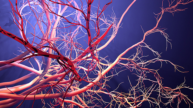 Rewriting the book on the fluid mechanics of blood vessels - Purdue ...