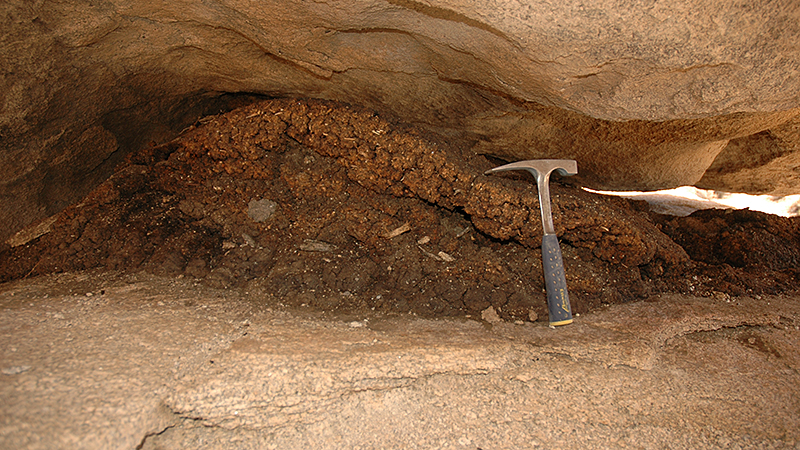 Pack rat nests offer first look at ancient insect DNA - Purdue ...