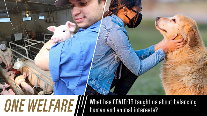 Center for Animal Welfare Science’s virtual symposium to discuss ...