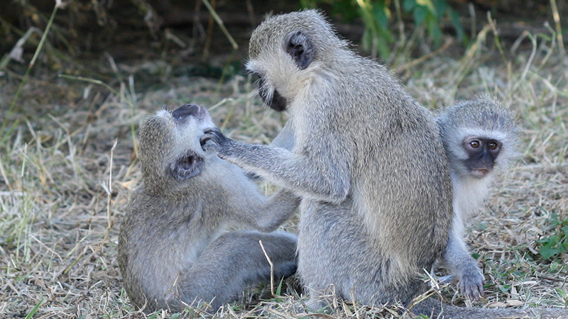 Monkeys are less cuddly with each other when dealing with an infection ...
